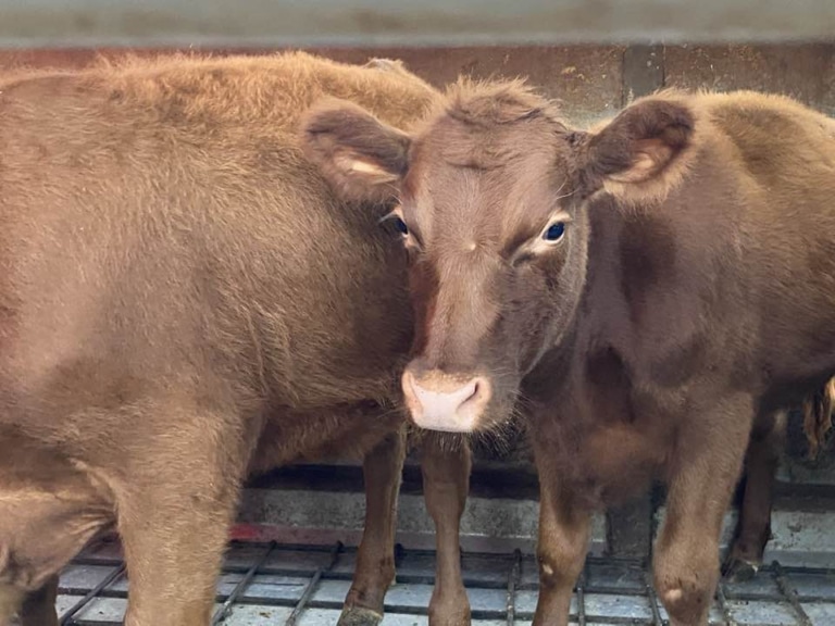 Jonathan red heifer - JerusalemChannel.tv